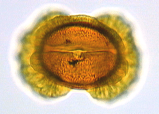 C:\Dokumenter\StefanDok\html\piasecki-www\paly.htm